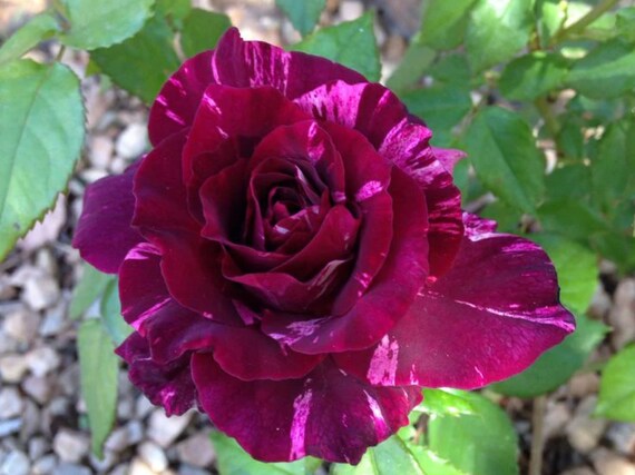 Red Tiger Rose