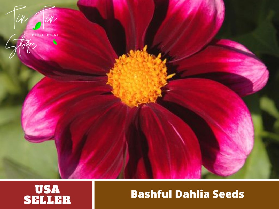 Pink Bashful Perennial Flower Seeds Dahlia Seedsauthentic Seeds-organic ...