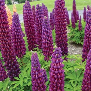 30 Seeds| Masterpiece Lupine Seeds - Lupinus - Bluebonnet - Authentic ...