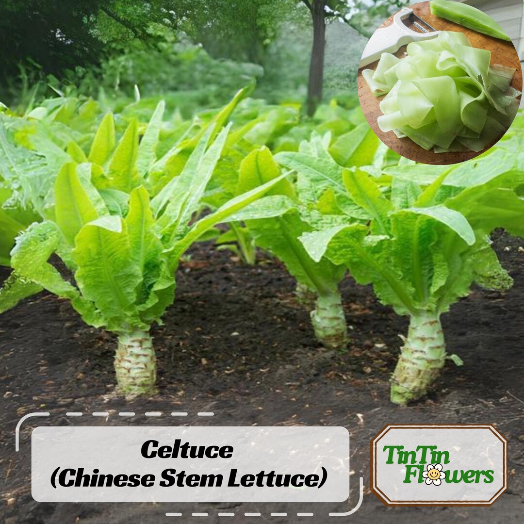 Celtuce Seeds | Chinese Stem Lettuce | Unique Flavor Crunch | Easy to ...