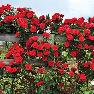 Red Climbing Rose Seeds--perennial - Authentic Seeds - Mix Seeds - Late ...
