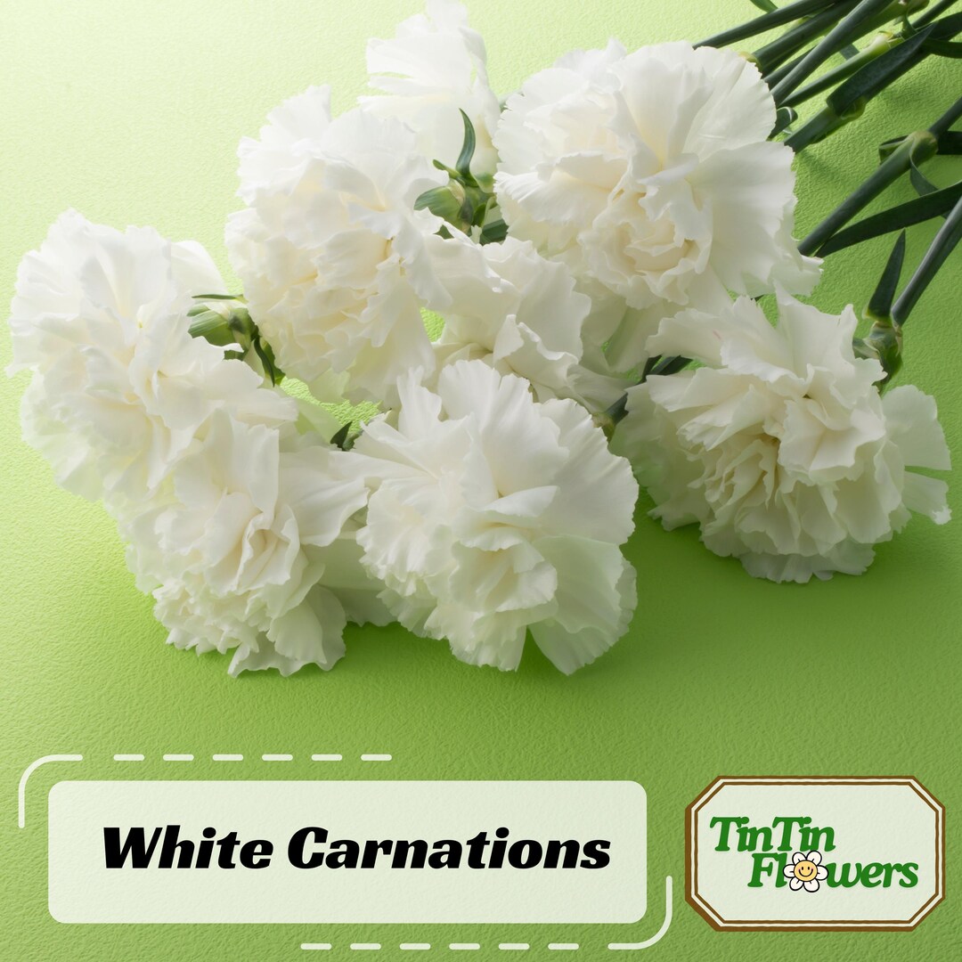 30+ White Carnations - Dianthus Seeds - Container - Balcony Flowers ...