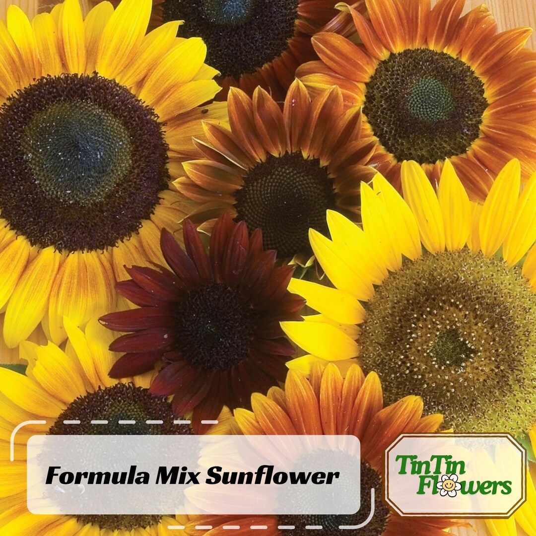 25 Formula Mix Sunflower Seeds -annuals-authentic Seeds-flowers -. Non ...