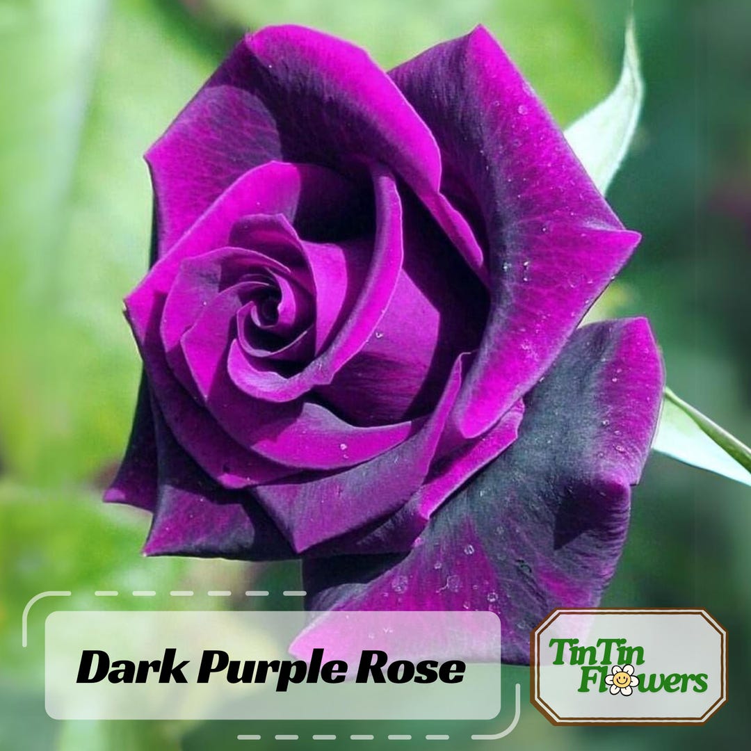 30 Seeds | Dark Purple Rose Seeds - Perennial - Authentic Seeds - Mix ...