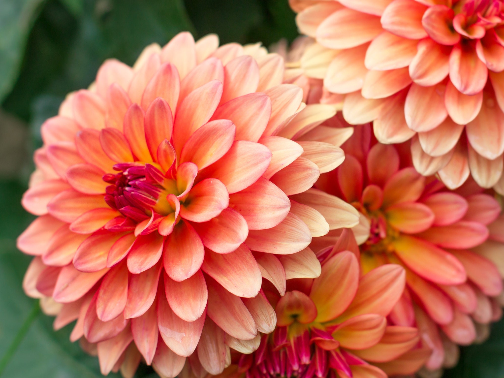 Orange Amber Queen Dahlia Perennial Flower Seeds-pollinator Friendly ...