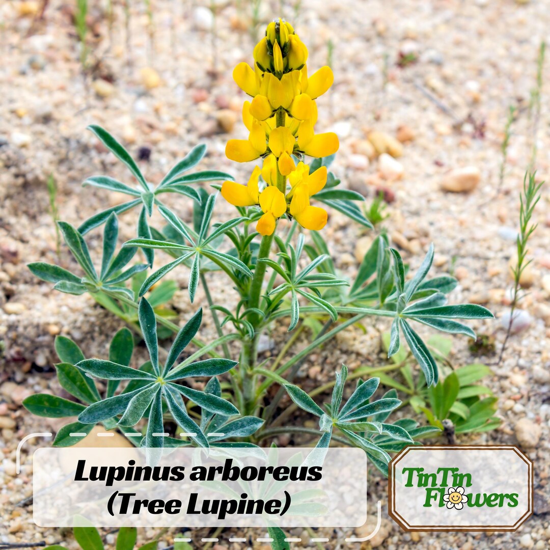 30 Seeds| Lupinus Arboreus (tree Lupine) Seeds- Bluebonnet- Lupin ...
