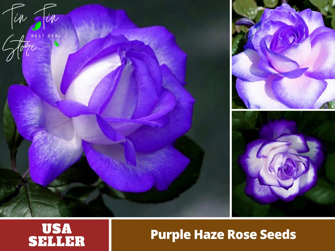 Purple Haze Rose Seeds Perennial Authentic Seeds-Flowers Organic. Non ...