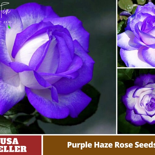 25 Rare Seed Red Rose Seeds-perennial authentic - Etsy