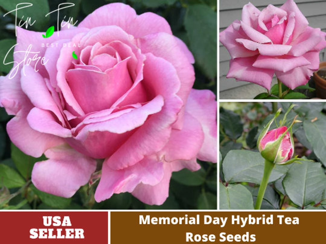 Memorial Day Rose pink Hybrid Tea Rose Seeds-perennial authentic Seeds ...