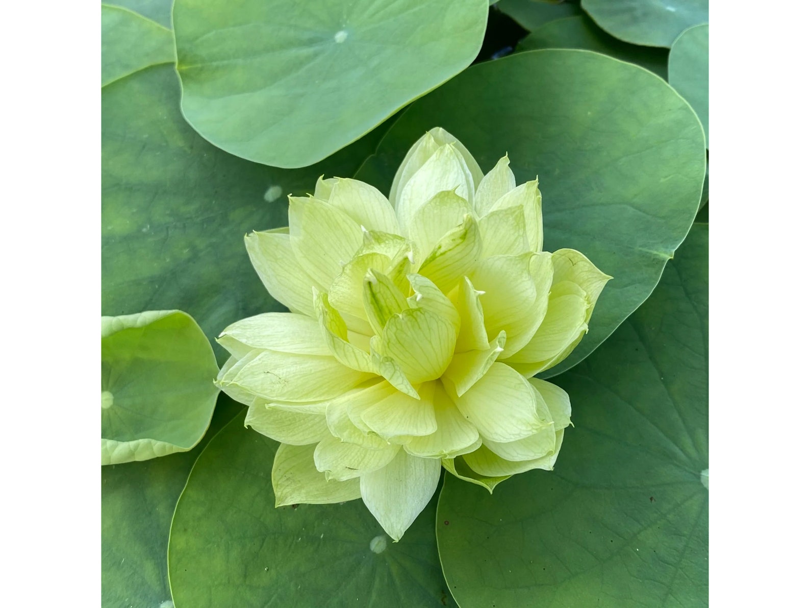 5+ Rare Seeds| Prairie Star Mini Lotus Seeds - Indian Lotus (nelumbo ...