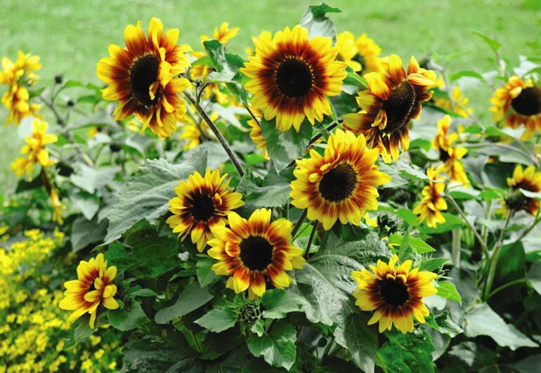 25s|sunflower Magic Roundabout Seeds -helianthus Annuus - Open ...