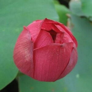 5+ Rare Seeds| Heart Blood Lotus Seeds - Indian Lotus (nelumbo Nucifera ...