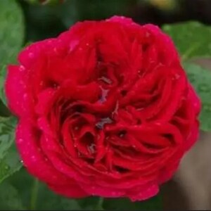 Red Climbing Rose Seedsperennial Authentic Seeds Mix Seeds Late Winter ...