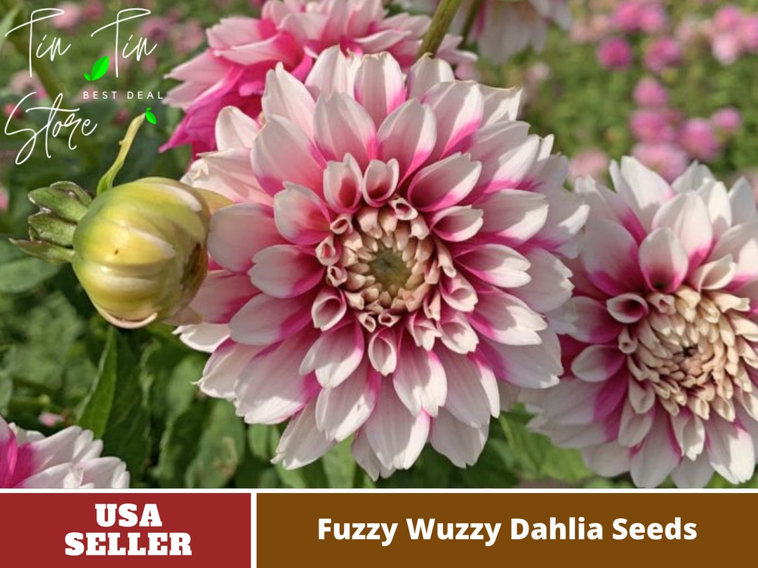 Fuzzy Wuzzy Dahlia Seeds perennial authentic Seeds-flowers organic. Non ...