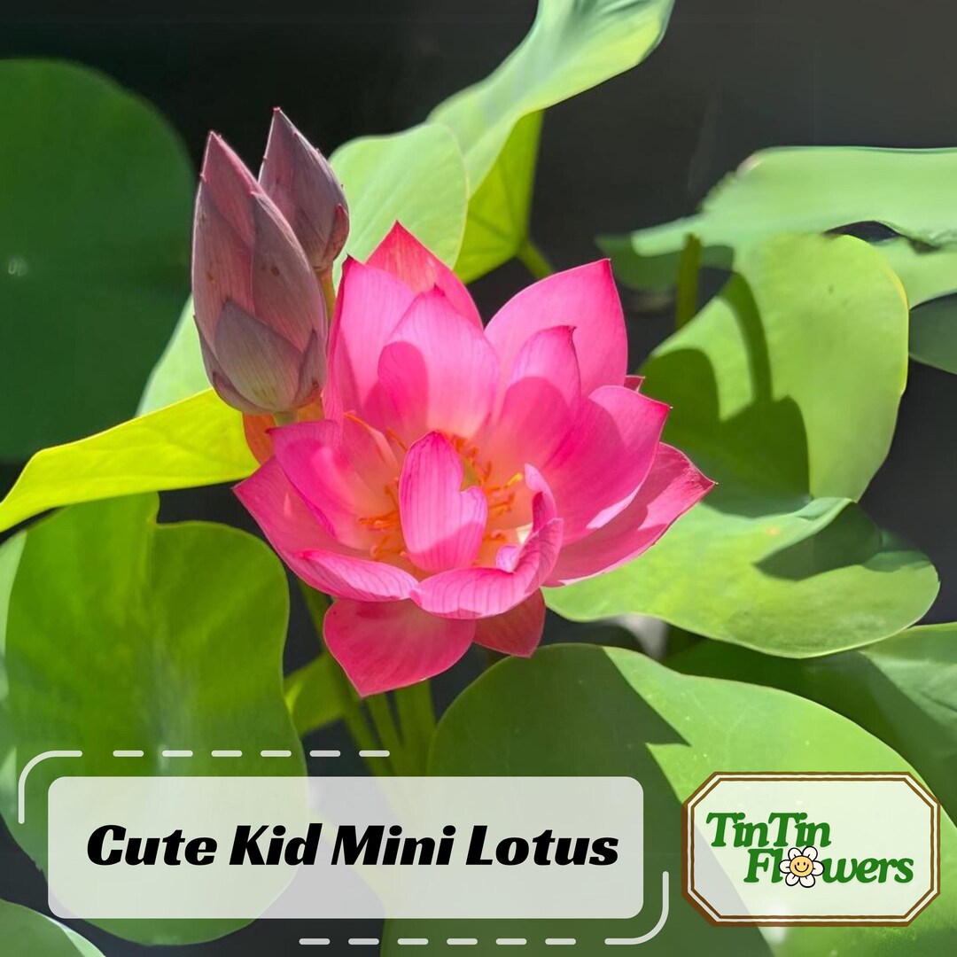 5+ Rare Seeds| Cute Kid Mini Lotus Seeds - Red Lotus - Indian Lotus ...
