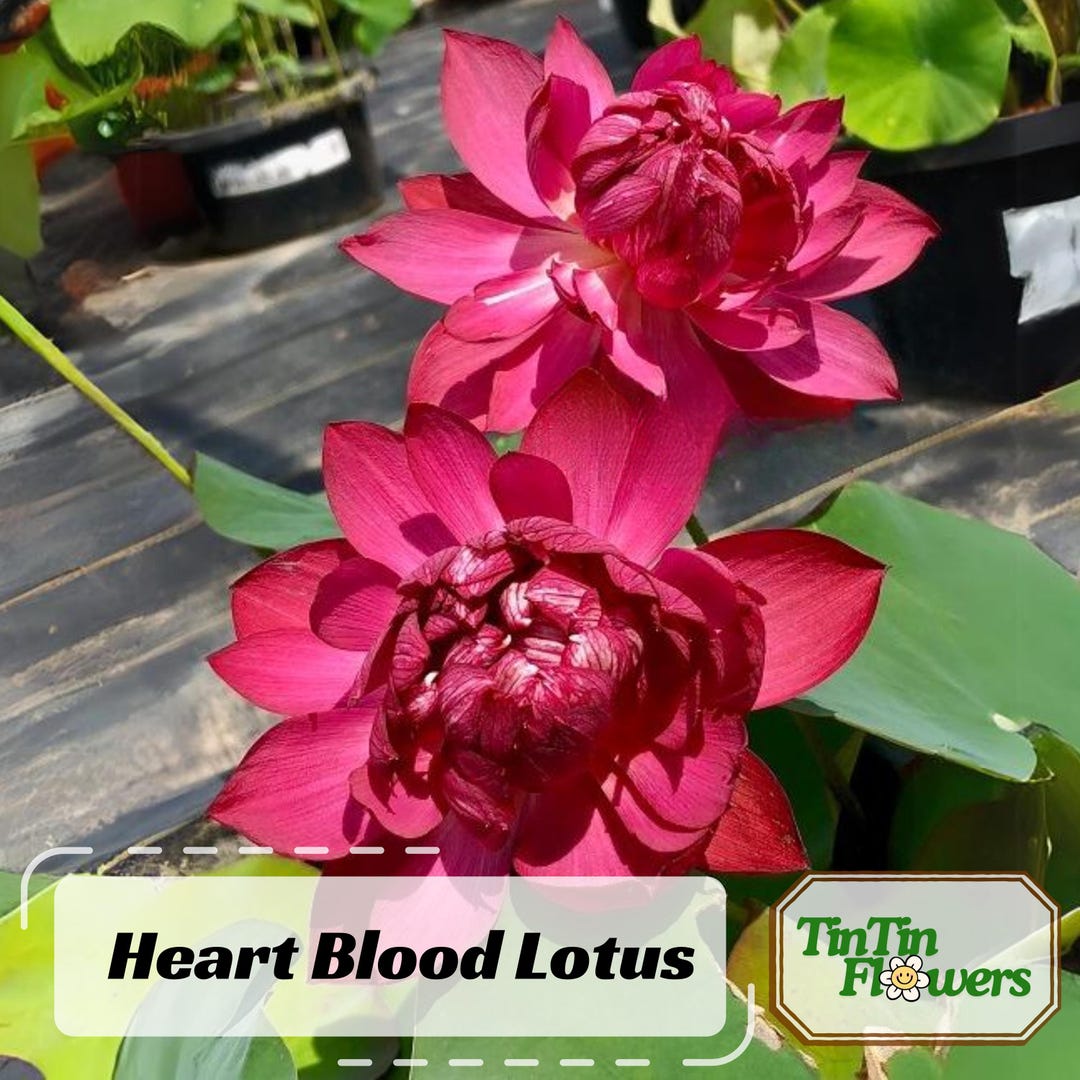 5+ Rare Seeds| Heart Blood Lotus Seeds - Indian Lotus (nelumbo Nucifera ...