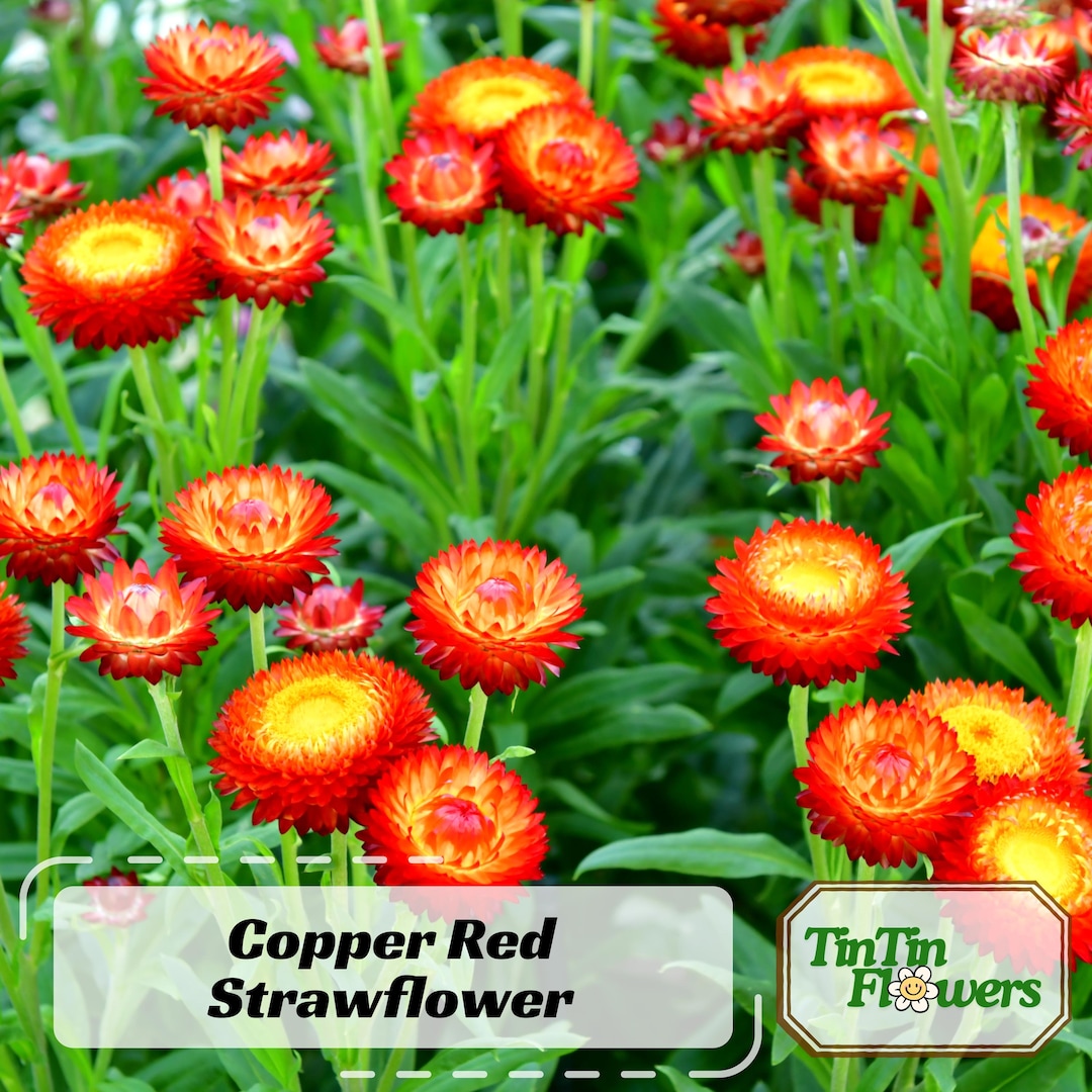 Copper Red Strawflower Seeds-perennial-authentic Seeds-flowers organic ...