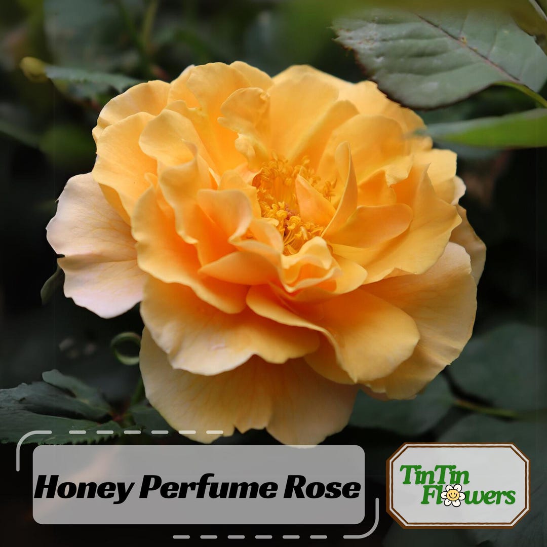 30 Seeds | Honey Perfume Rose Seeds - Perennial - Authentic Seeds - Mix ...