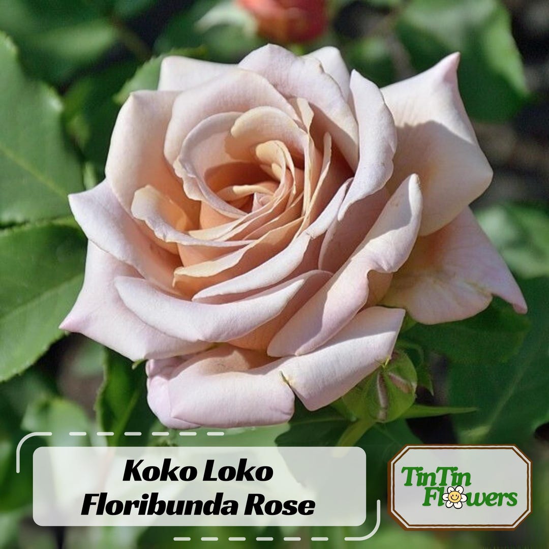 Koko Loko Floribunda Rose Seeds- Perennial -authentic Seeds-flowers -organic. Non GMO -vegetable ...