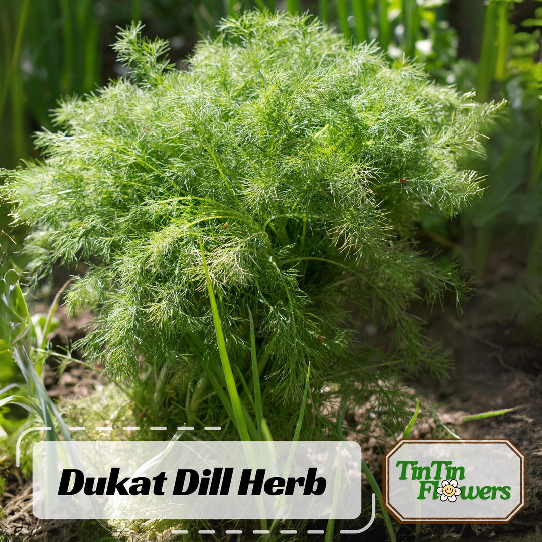 Dukat Dill Herb Seeds | Aromatic Culinary Herb | Easy to Grow | Perfect ...