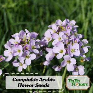 Compinkie Arabis Flower Seeds - Authentic Seeds ~ GMO Free ~ Seeds ...