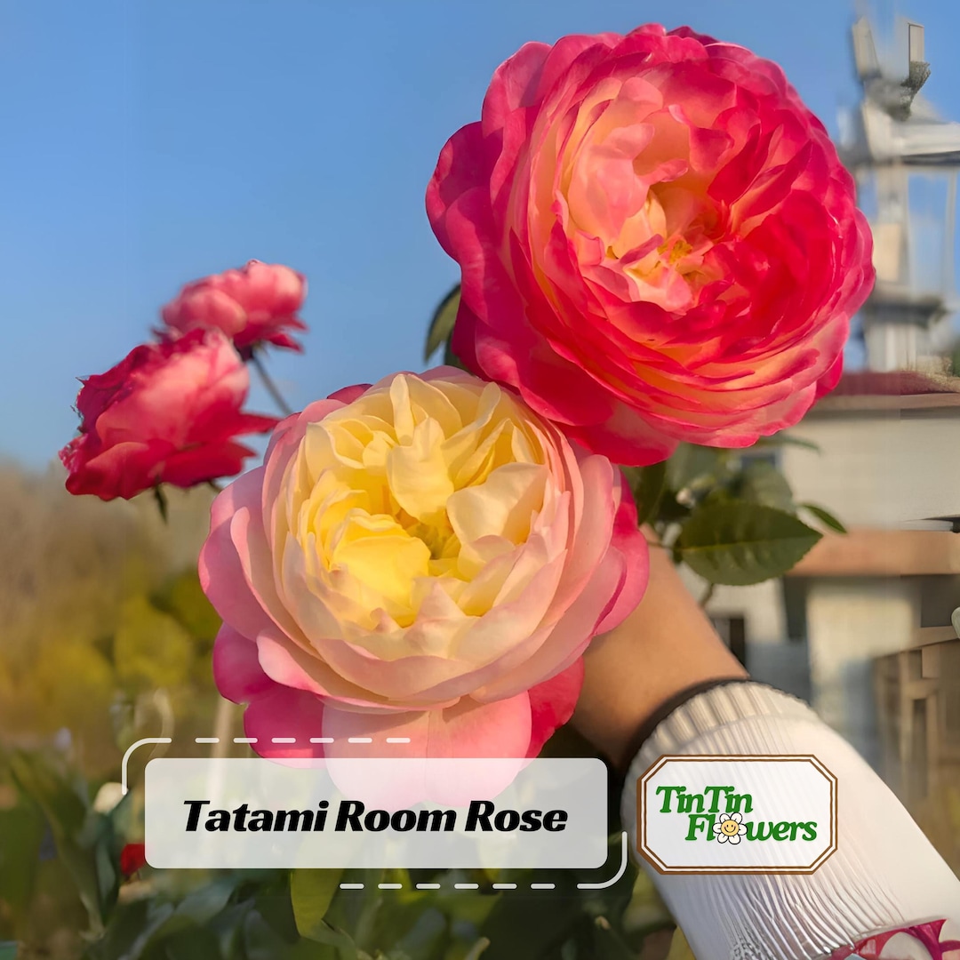 30+ Tatami Room Rose Seeds - Perennial - Authentic Seeds - Mix Seeds ...