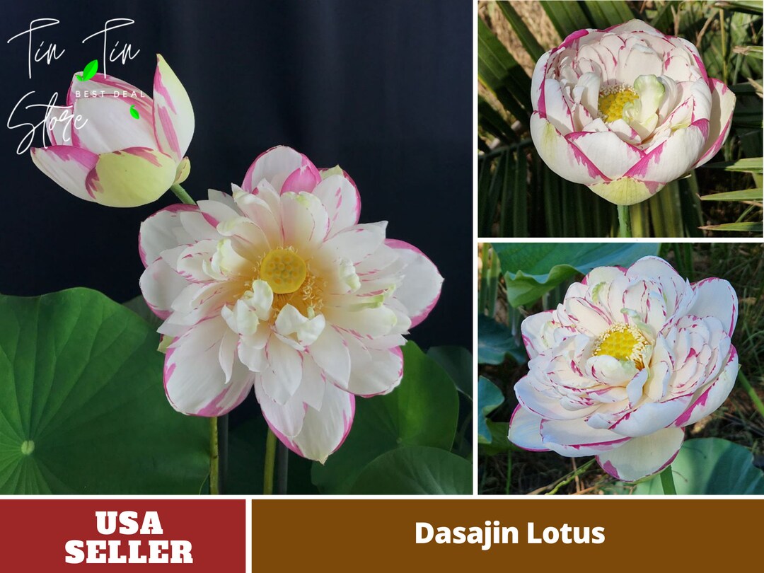5 Rare Seeds Dasajin Lotus Seeds Indian Lotus nelumbo Nucifera Seeds ...