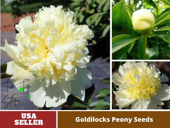 10 Seeds Goldilocks Peony Flower Seeds for Planting in the - Etsy Hong Kong