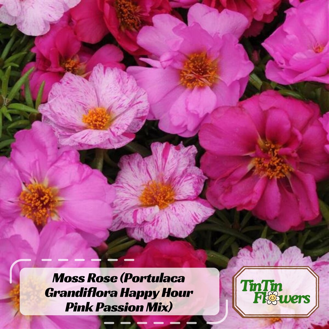 30 Seeds| Moss Rose (portulaca Grandiflora Happy Hour Pink Passion Mix ...