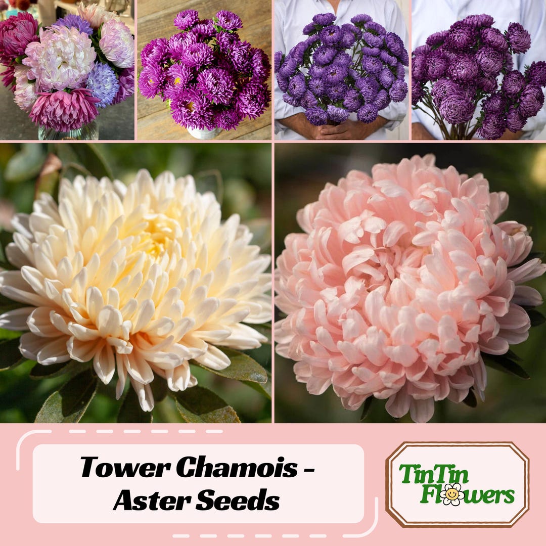 20+ Tower Chamois Aster Seeds Aster Seeds - Callistephus Chinensis ...