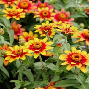 30s | Profusion Red Yellow Bicolor Zinnia Seeds - Authentic - Open ...
