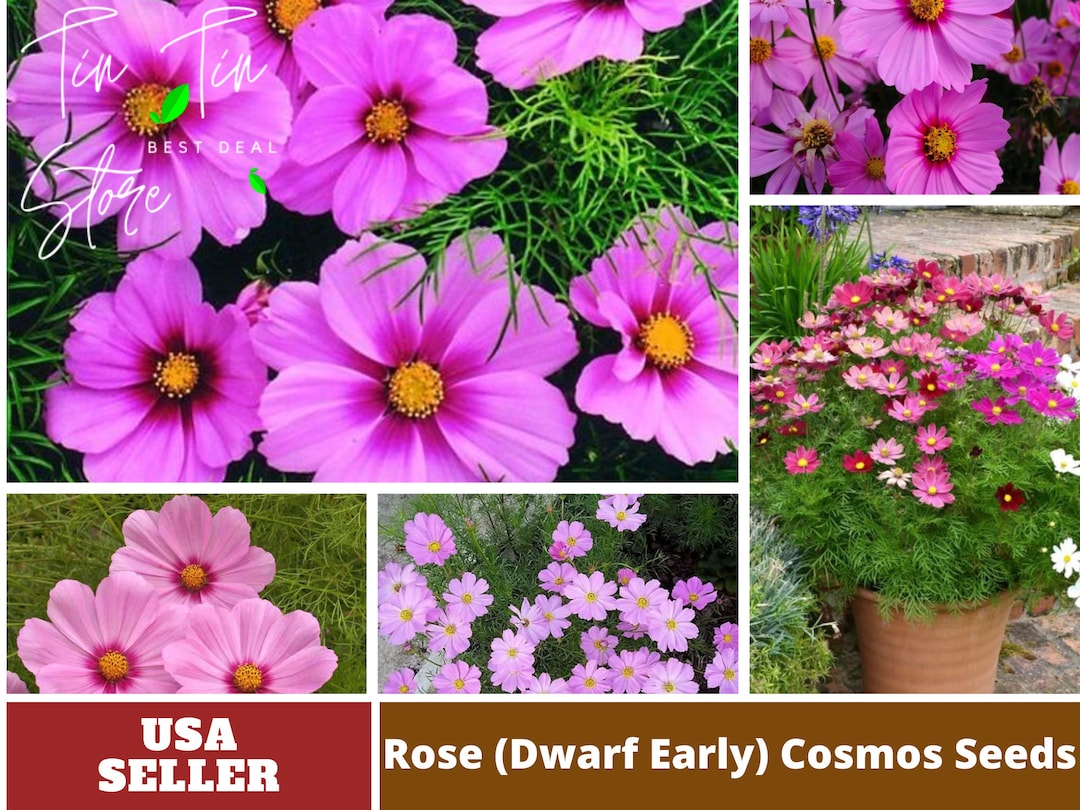 Rose dwarf Early Cosmos Flower Seeds-authentic Seeds-flowers-cosmos ...