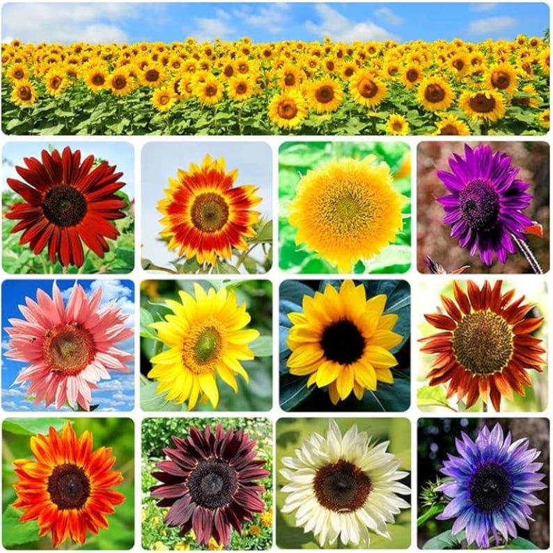 Mix Colors Sunflower Seeds for Planting in the Garden-helianthus Annuus ...