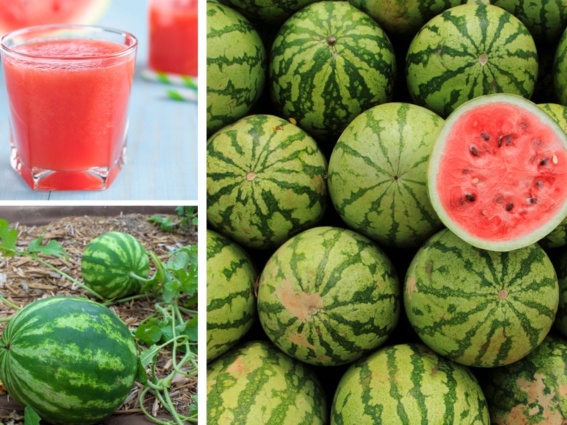 Crimson Sweet Watermelon Seeds – Heirloom Fruit – Large Juicy Melon ...