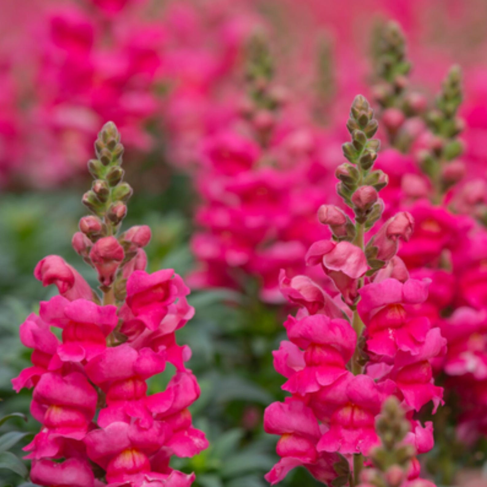 Dark Red Snapdragons Seeds - Cold Resistant - Potted - Attracts ...