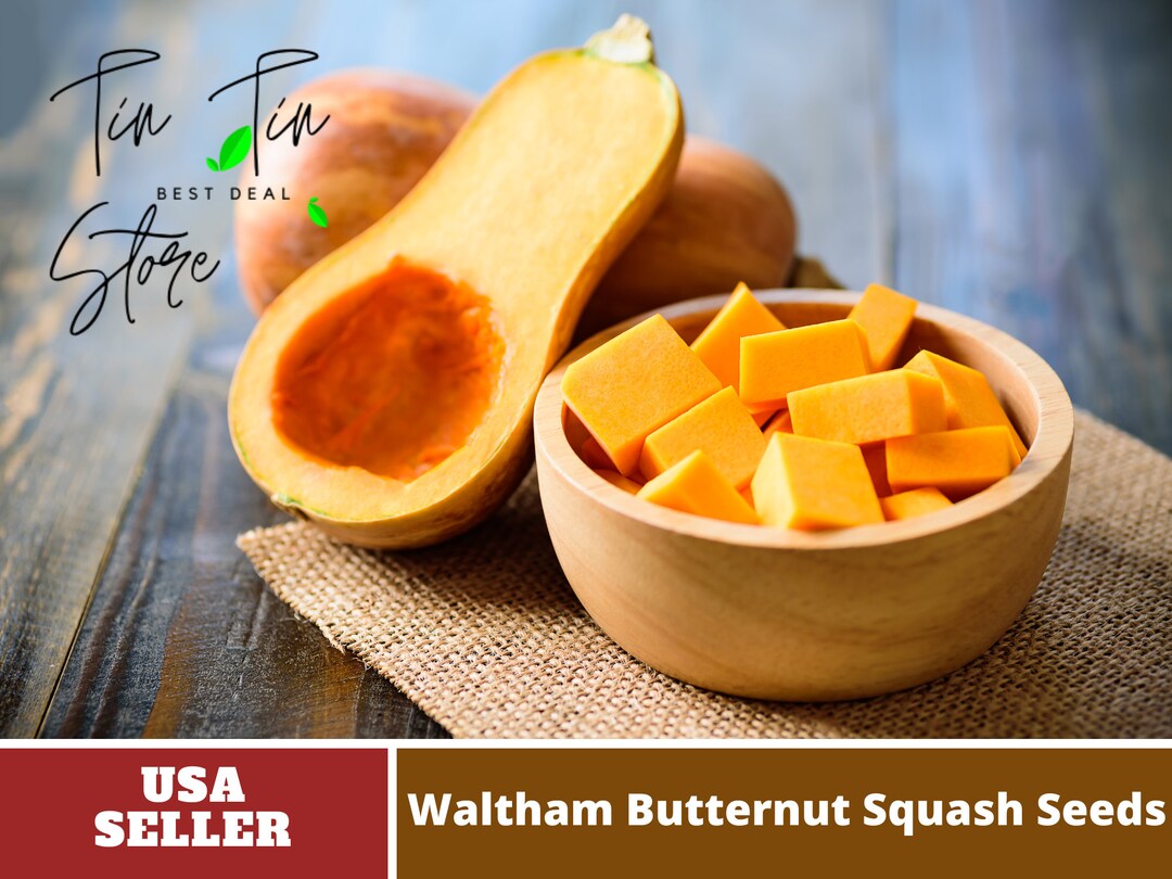 25 Seeds Squash Waltham Butternut Seeds Perennial authentic Seeds ...