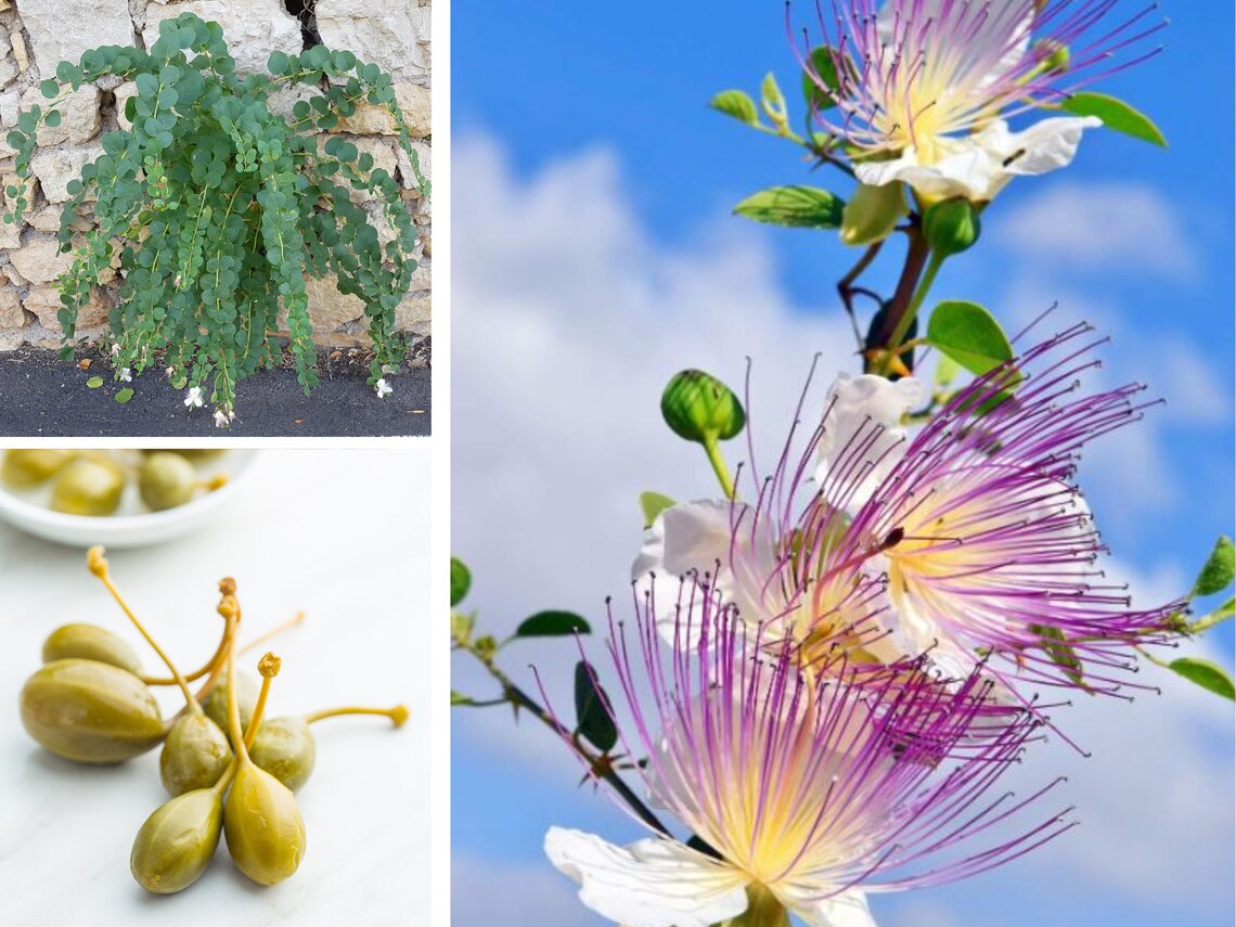 Capers (caper Bush) Seeds – Mediterranean Culinary Herb – Heirloom ...