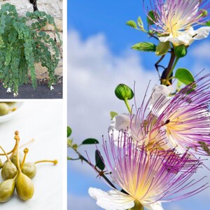 Capers (caper Bush) Seeds – Mediterranean Culinary Herb – Heirloom ...