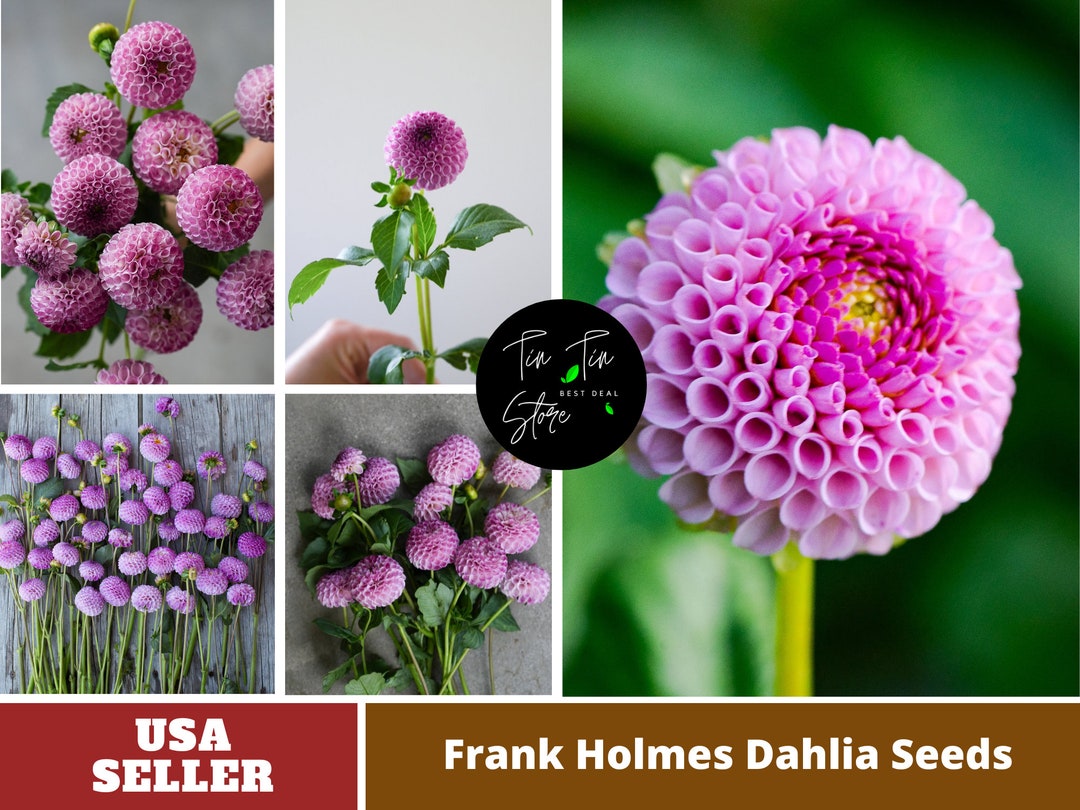 Frank Holmes Dahlia Seeds Pollinator Friendly Open Pollinated Heirloom ...