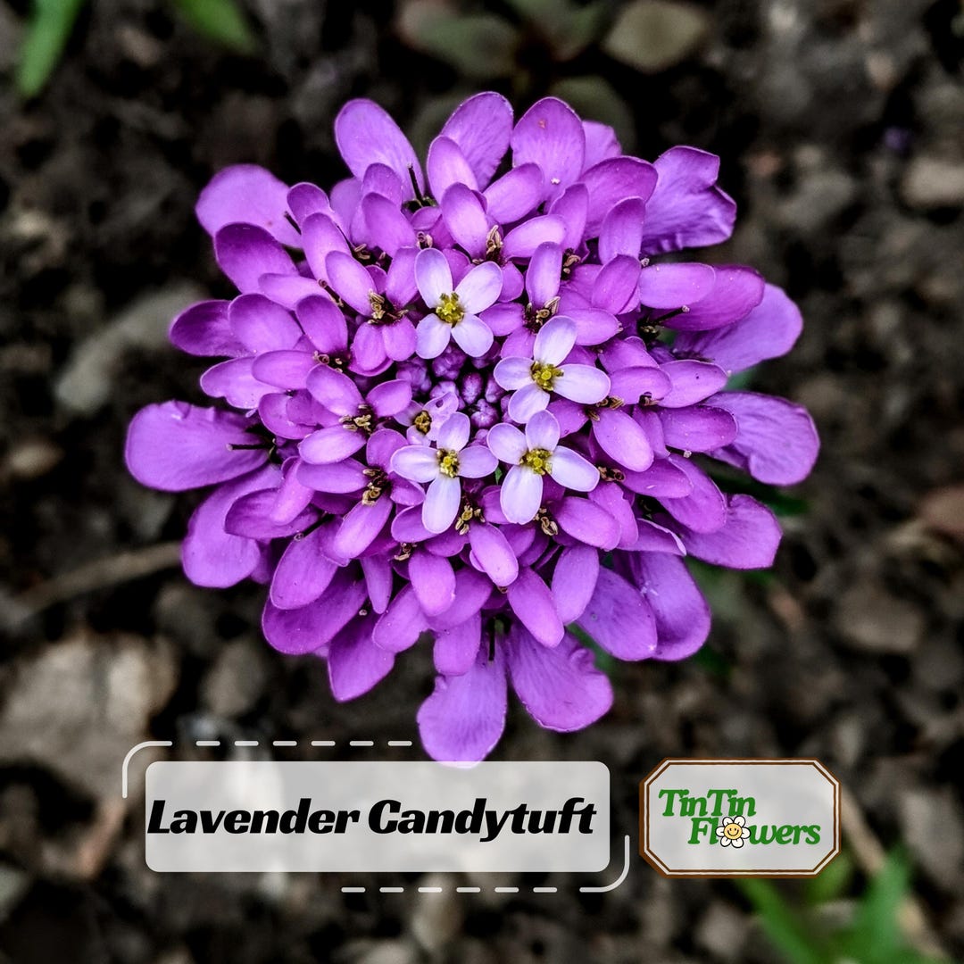 Lavender Candytuft Seeds – Iberis Sempervirens Pastel Lavender ...