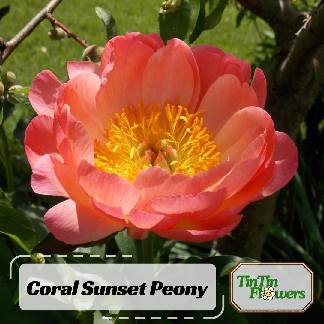 Coral Sunset Peony Seeds -paeonia - Attract Butterflies - Open ...