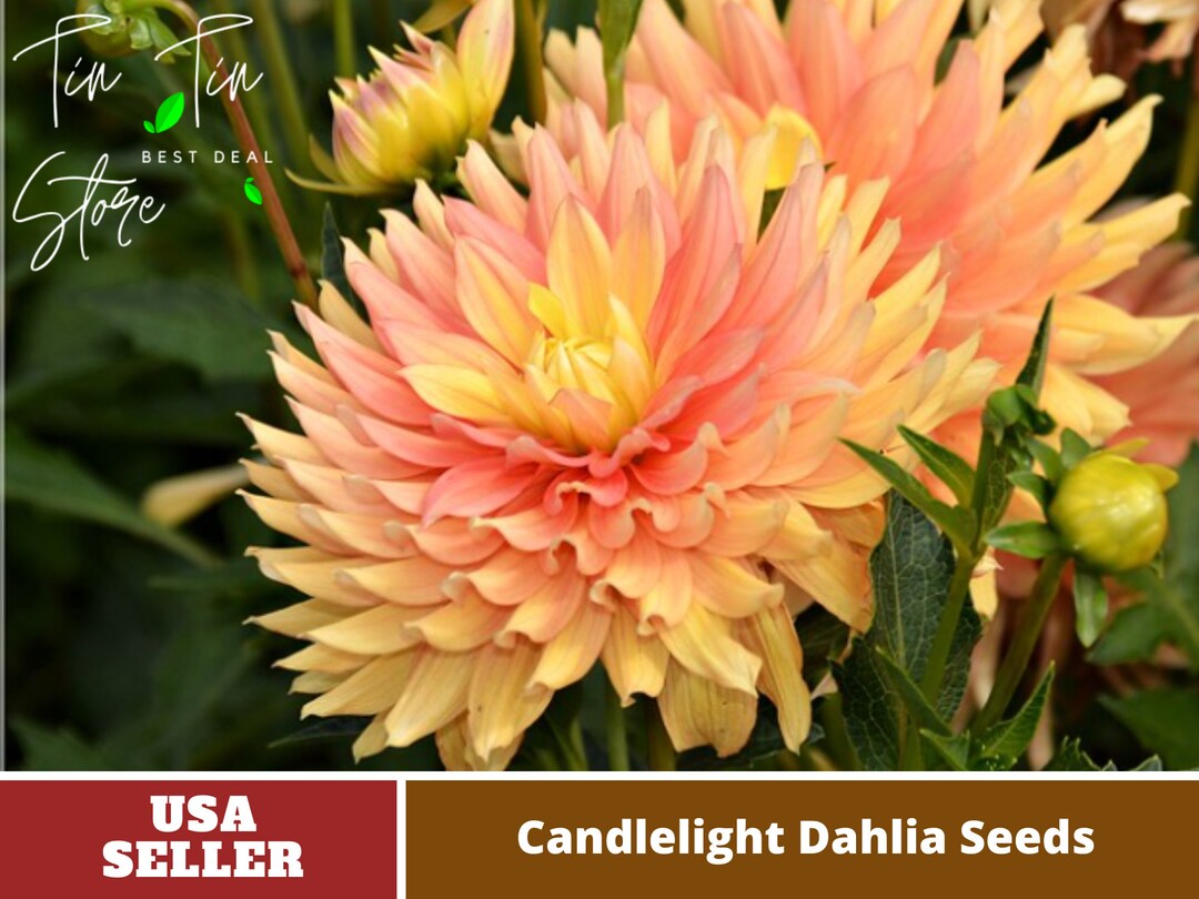 Candlelight Dahlia Seeds Perennial authentic Seeds-flowers organic. Non ...