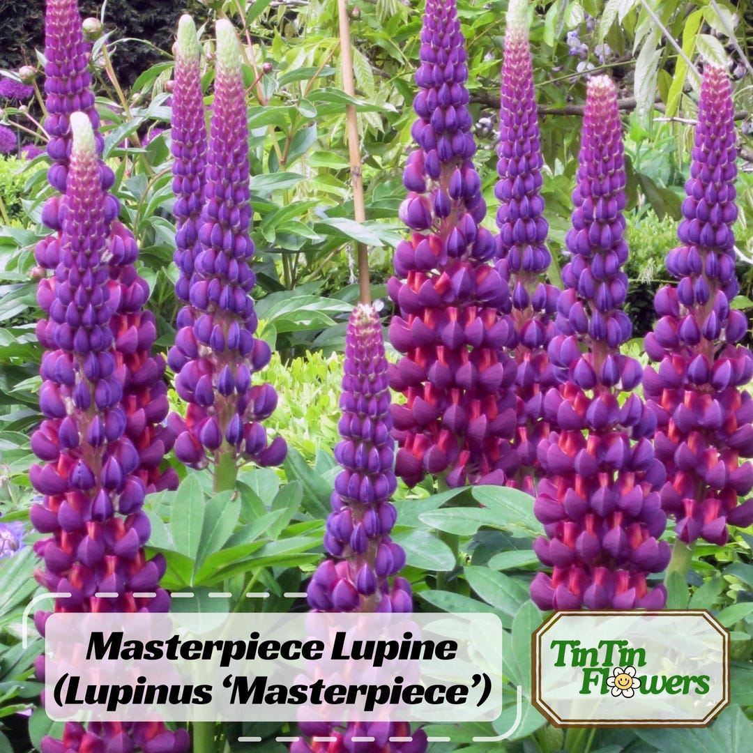 30 Seeds| Masterpiece Lupine Seeds - Lupinus - Bluebonnet - Authentic ...