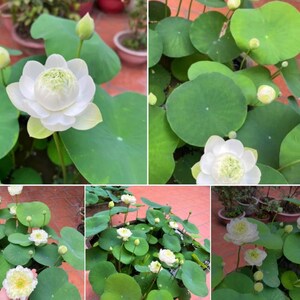 5+ Rare Seeds| Snow White Lotus Seeds - Micro/tea Cup Lotus - Indian ...