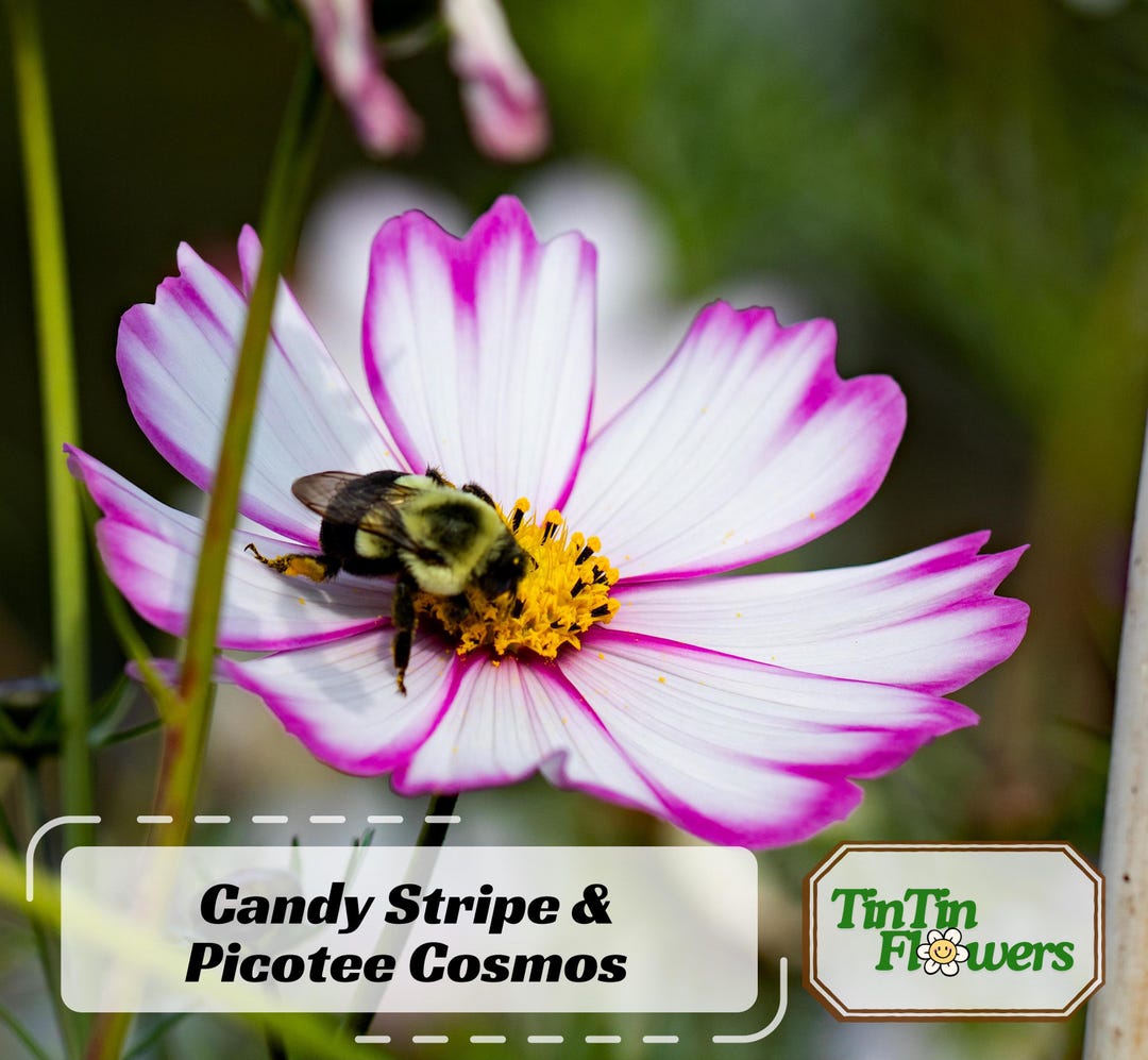 50s|candy Stripe & Picotee Cosmos Seeds - Open-pollinating - Clumping ...