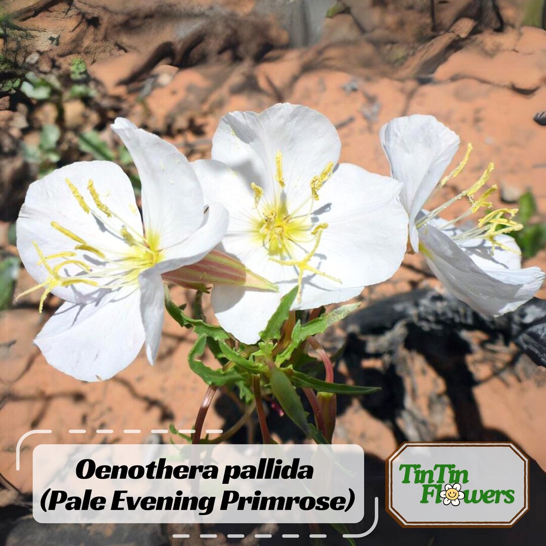 Oenothera Pallida (pale Evening Primrose) - Evening Primrose Seeds ...