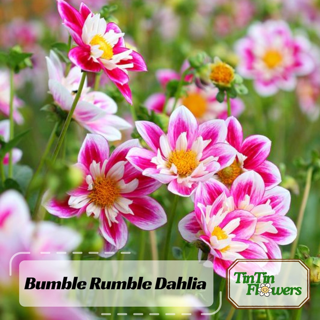 40 Seeds | Bumble Rumble Dahlia Seeds - Pollinator Friendly- Open ...