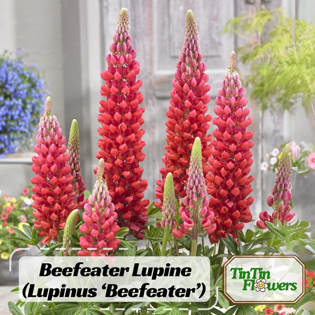30 Seeds| ‘beefeater’ Lupine Seeds- Lupinus - Bluebonnet -authentic ...