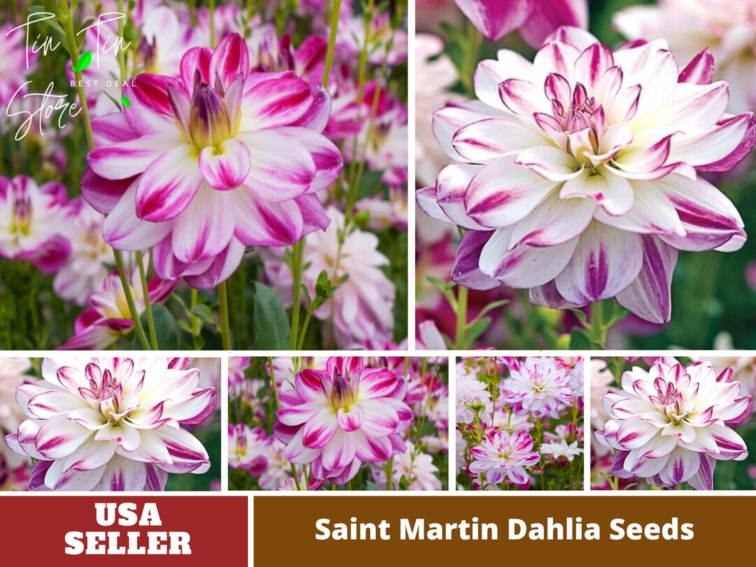Saint Martin Dahlia Seeds perennial authentic Seeds-flowers organic ...