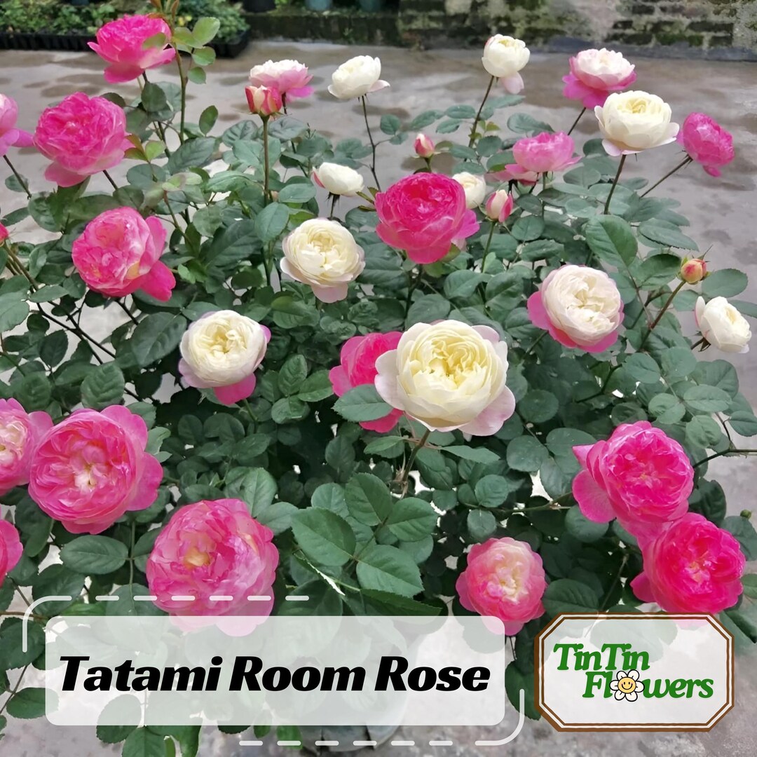 30 Seeds | Tatami Room Rose Seeds - Perennial - Authentic Seeds - Mix ...